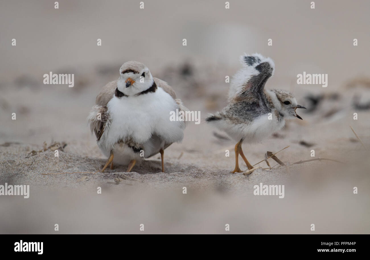 Piping plover fly hi-res stock photography and images - Alamy