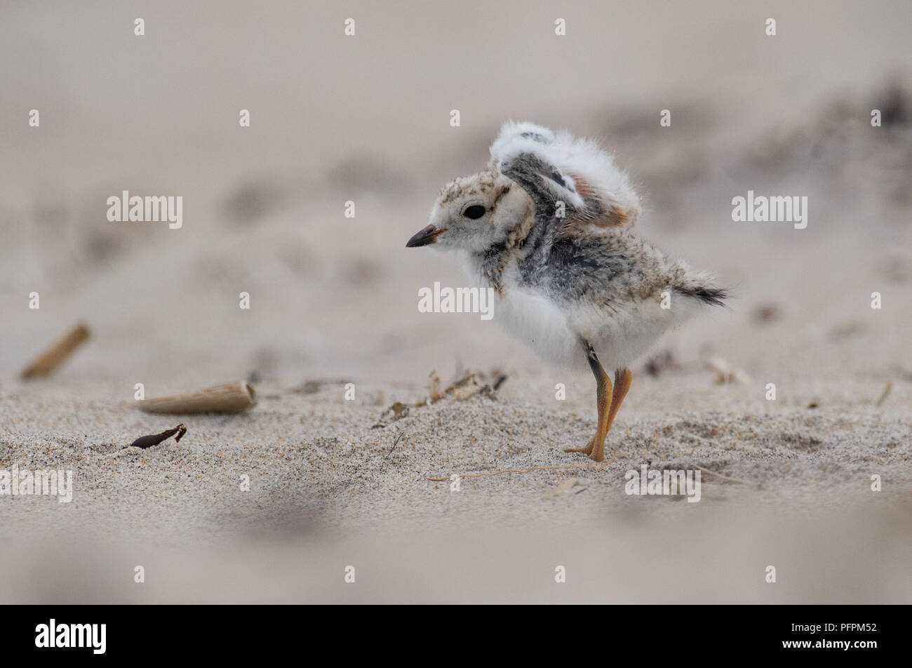 Piping plover fly hi-res stock photography and images - Alamy