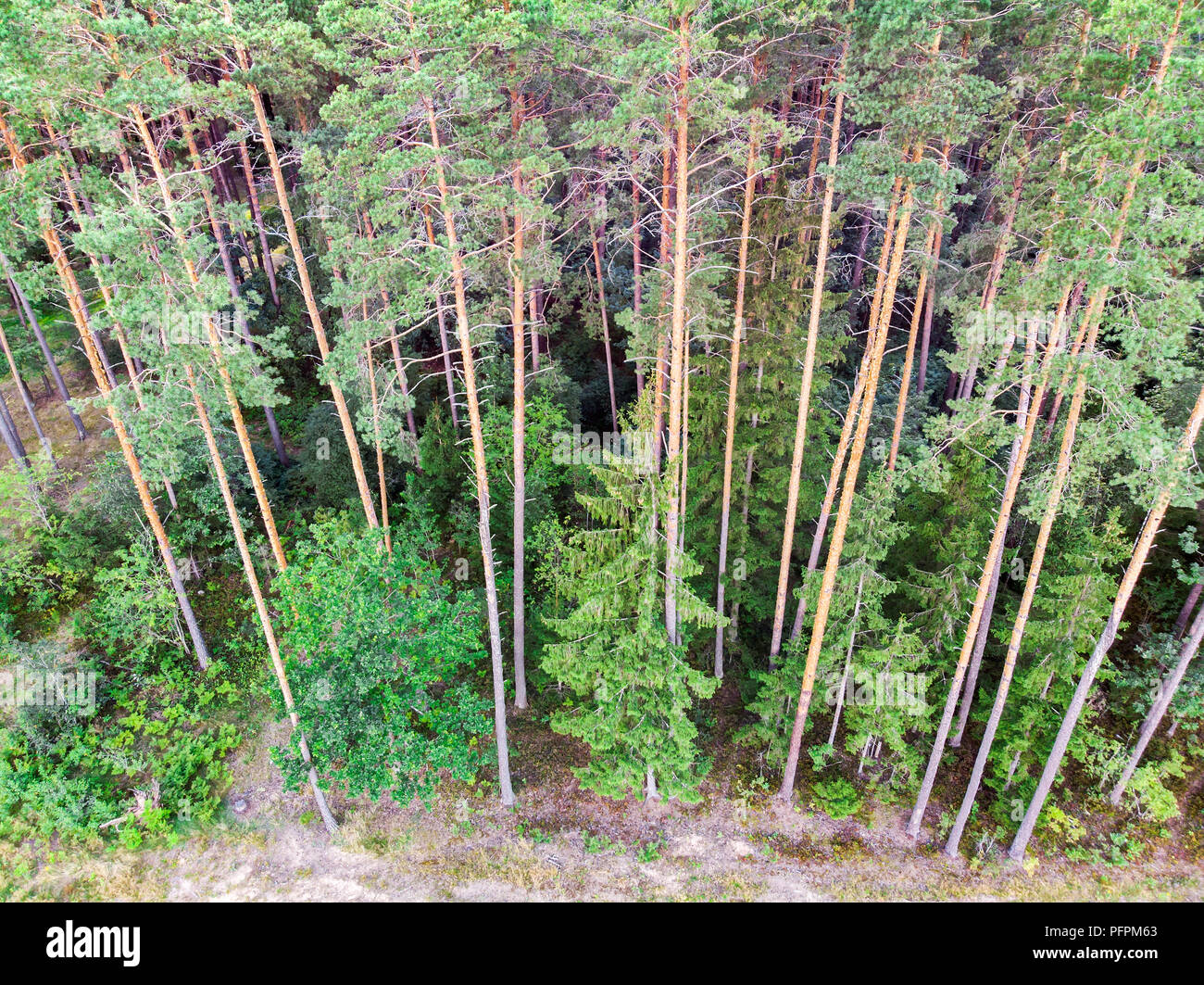 Drone flight view pine forest hi-res stock photography and images - Alamy