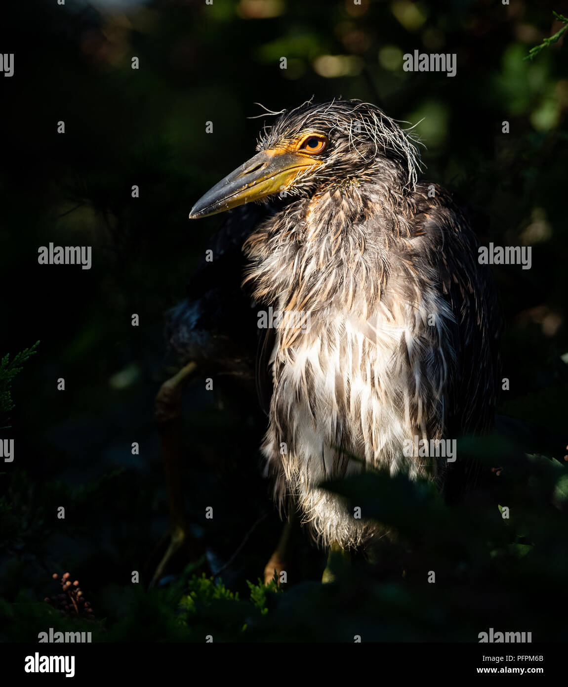 Black crowned night heron family hi-res stock photography and images ...