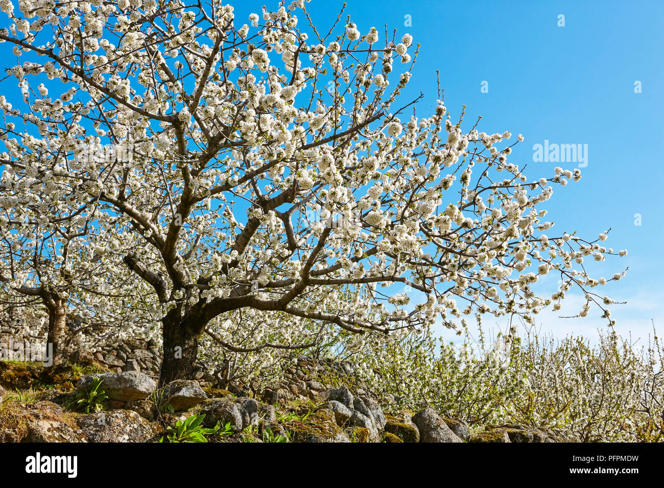 Cherry jerte valley hi-res stock photography and images - Alamy