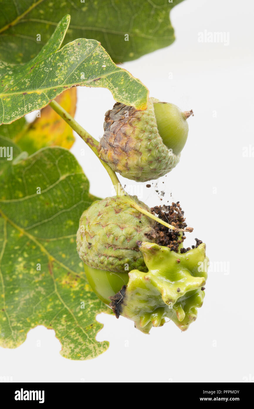 An oak knopper gall, Andricus quercuscalicis, growing on an acorn from ...