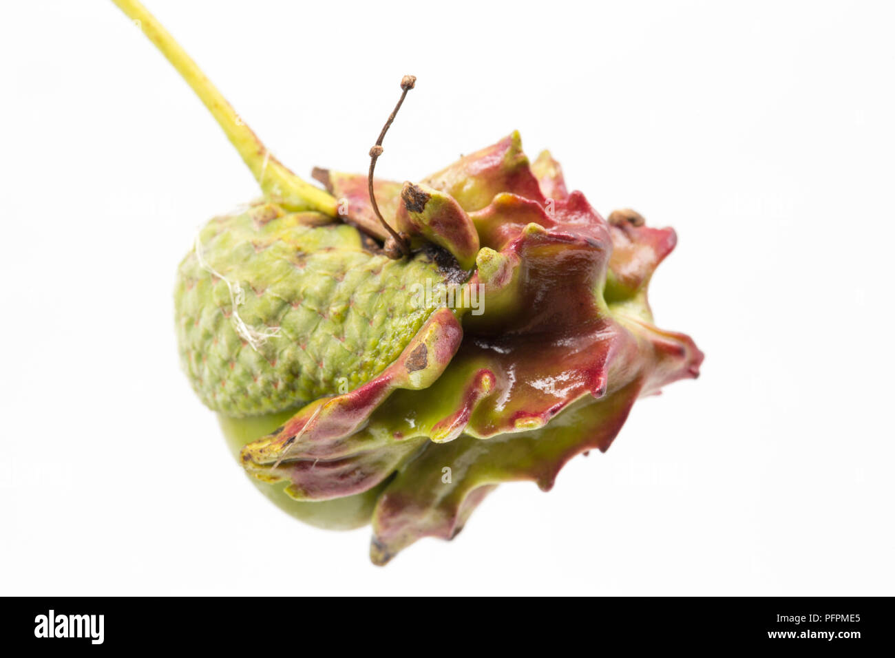 An oak knopper gall, Andricus quercuscalicis, growing on an acorn from ...