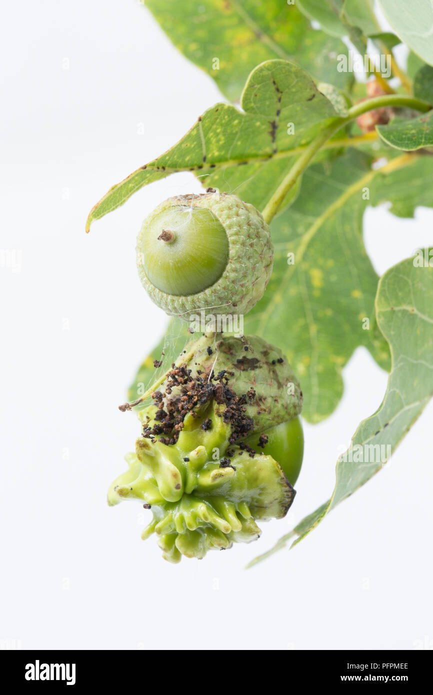 An oak knopper gall, Andricus quercuscalicis, growing on an acorn from ...