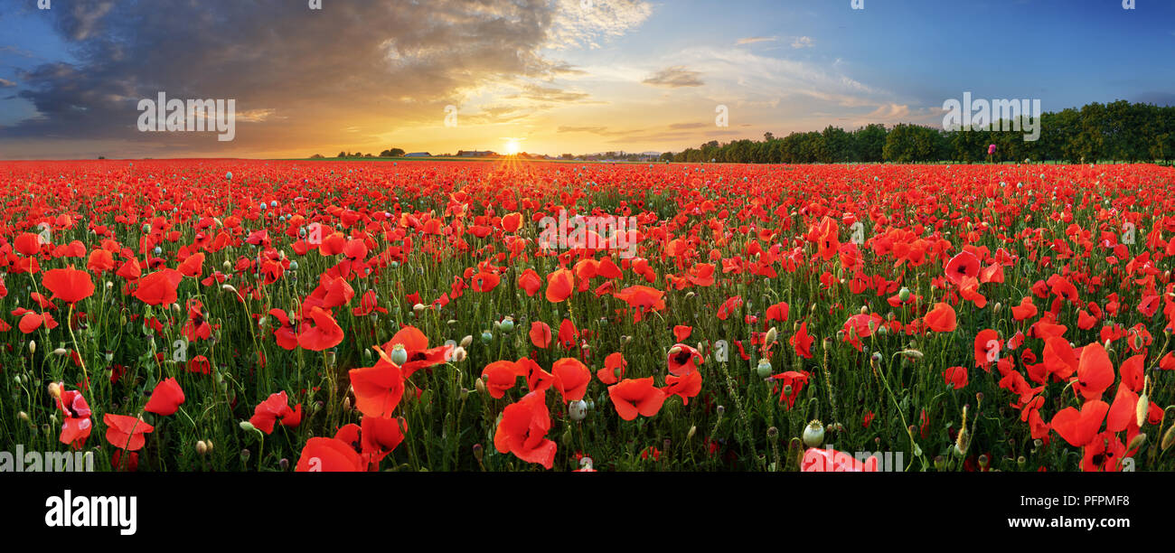 Poppy field panorama hi-res stock photography and images - Alamy
