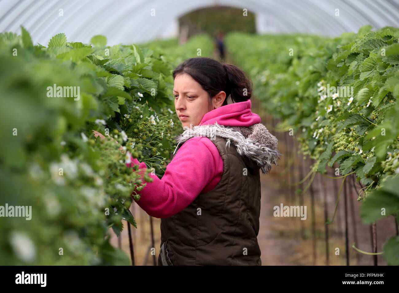 Angus Soft Fruit Farm, Arbroath Stock Photo - Alamy
