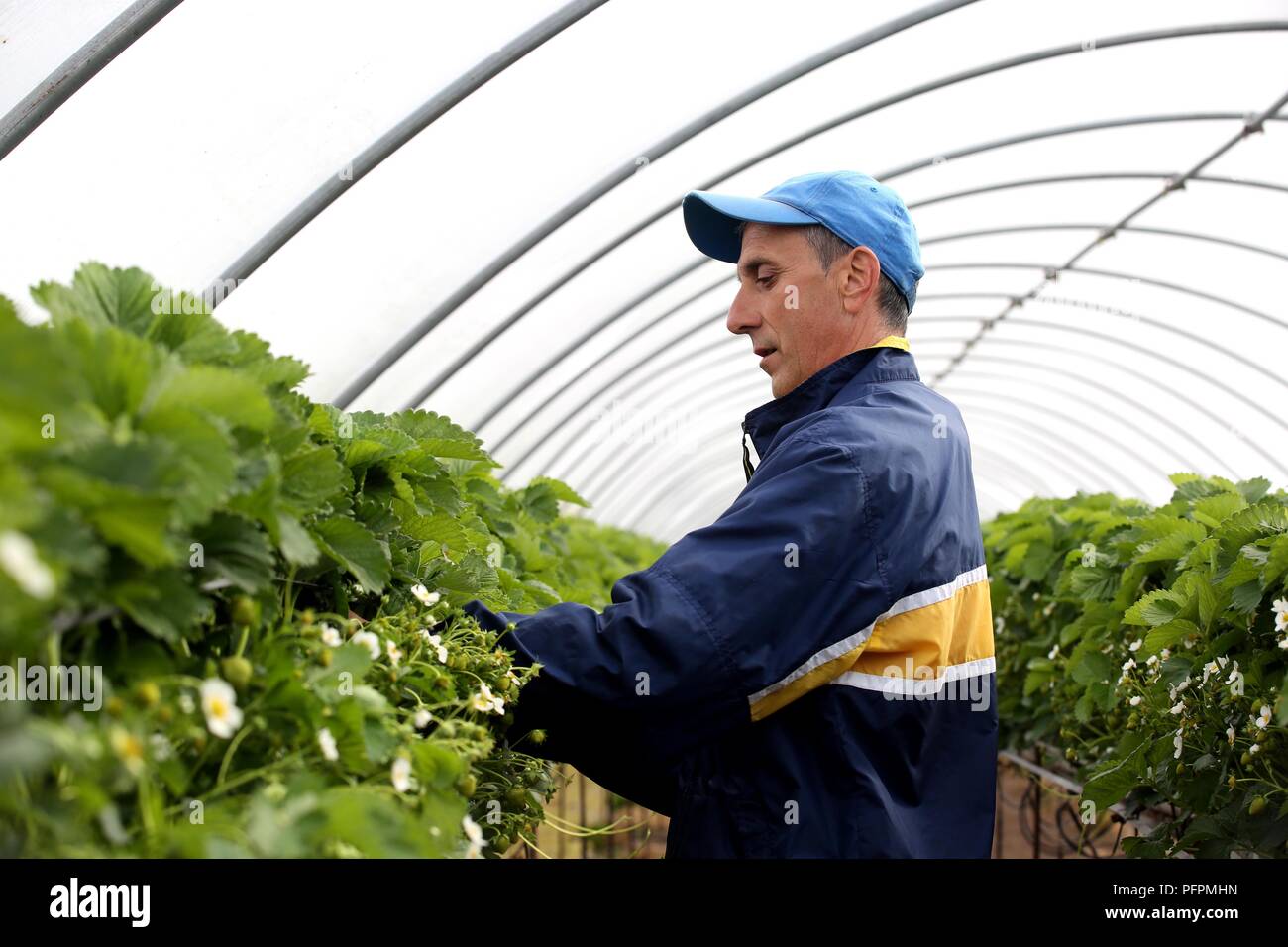 Angus Soft Fruit Farm, Arbroath Stock Photo - Alamy