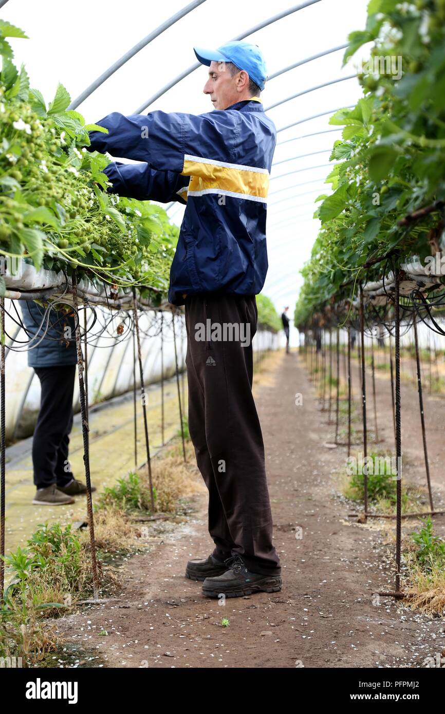Angus Soft Fruit Farm, Arbroath Stock Photo - Alamy