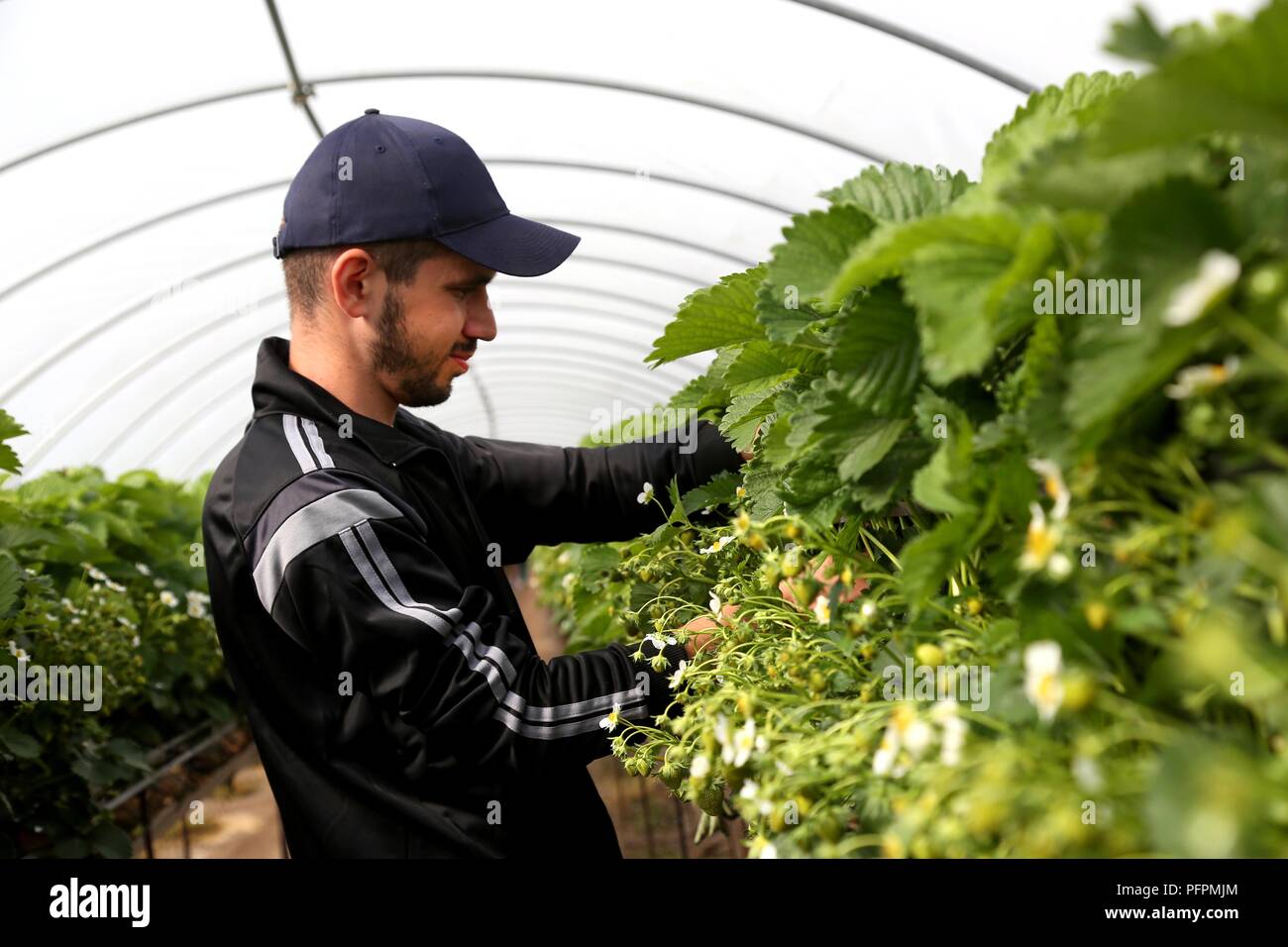 Angus Soft Fruit Farm, Arbroath Stock Photo - Alamy