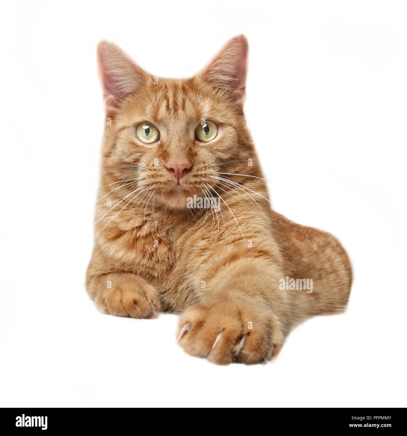 Curious ginger cat looking straight into the camera. Isdolated on white ...