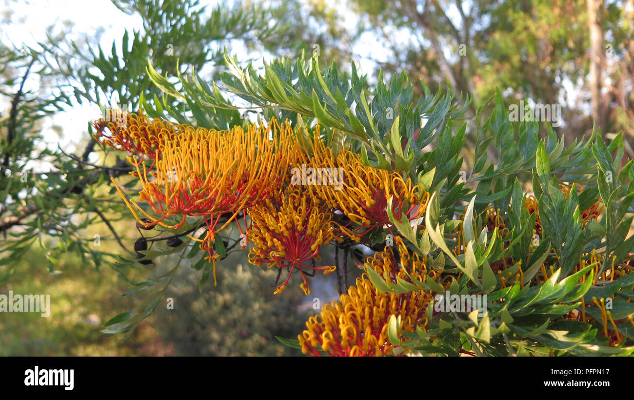 Silver oak hi-res stock photography and images - Alamy