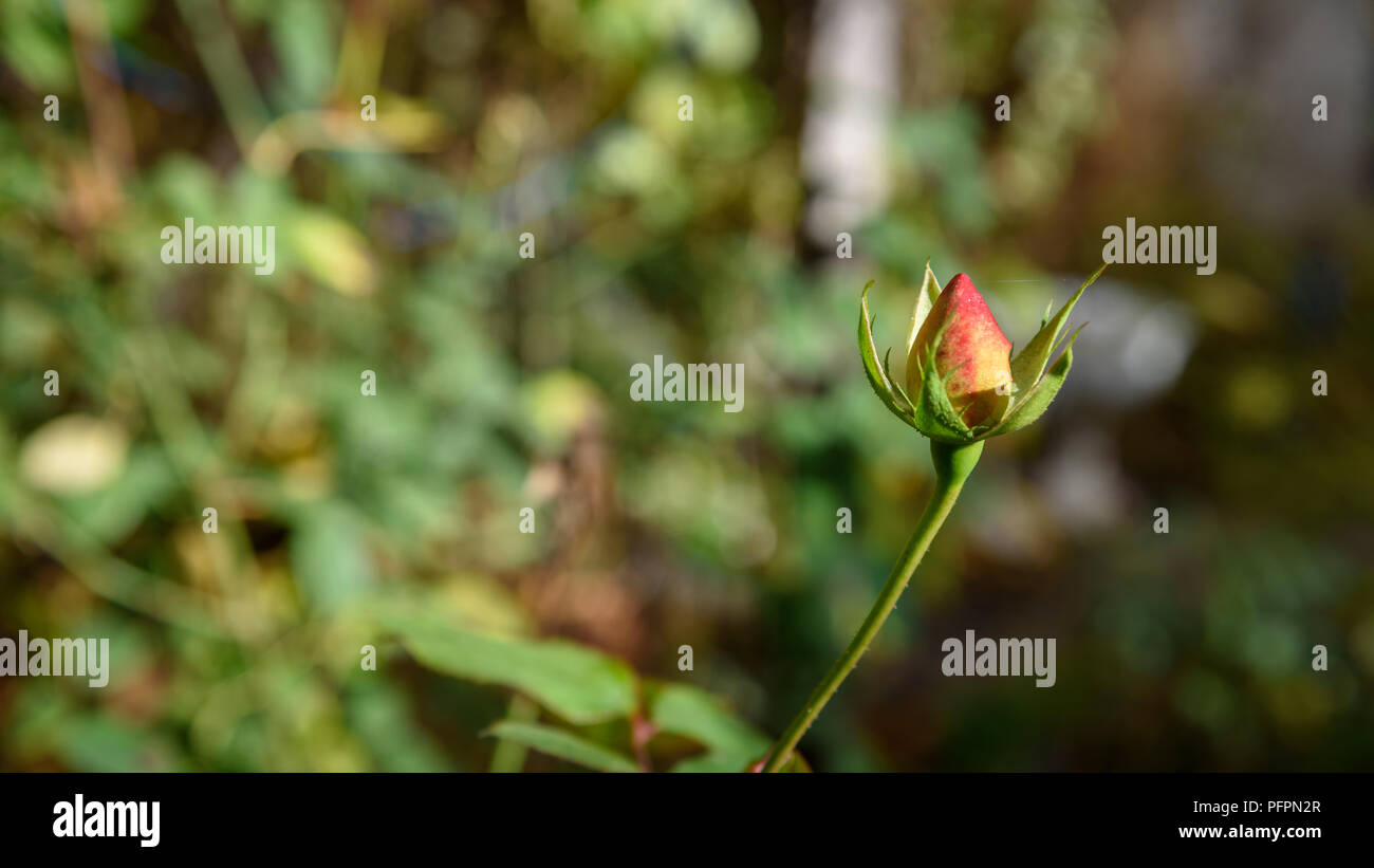Little Rose Bud in the garden closeup Stock Photo - Alamy