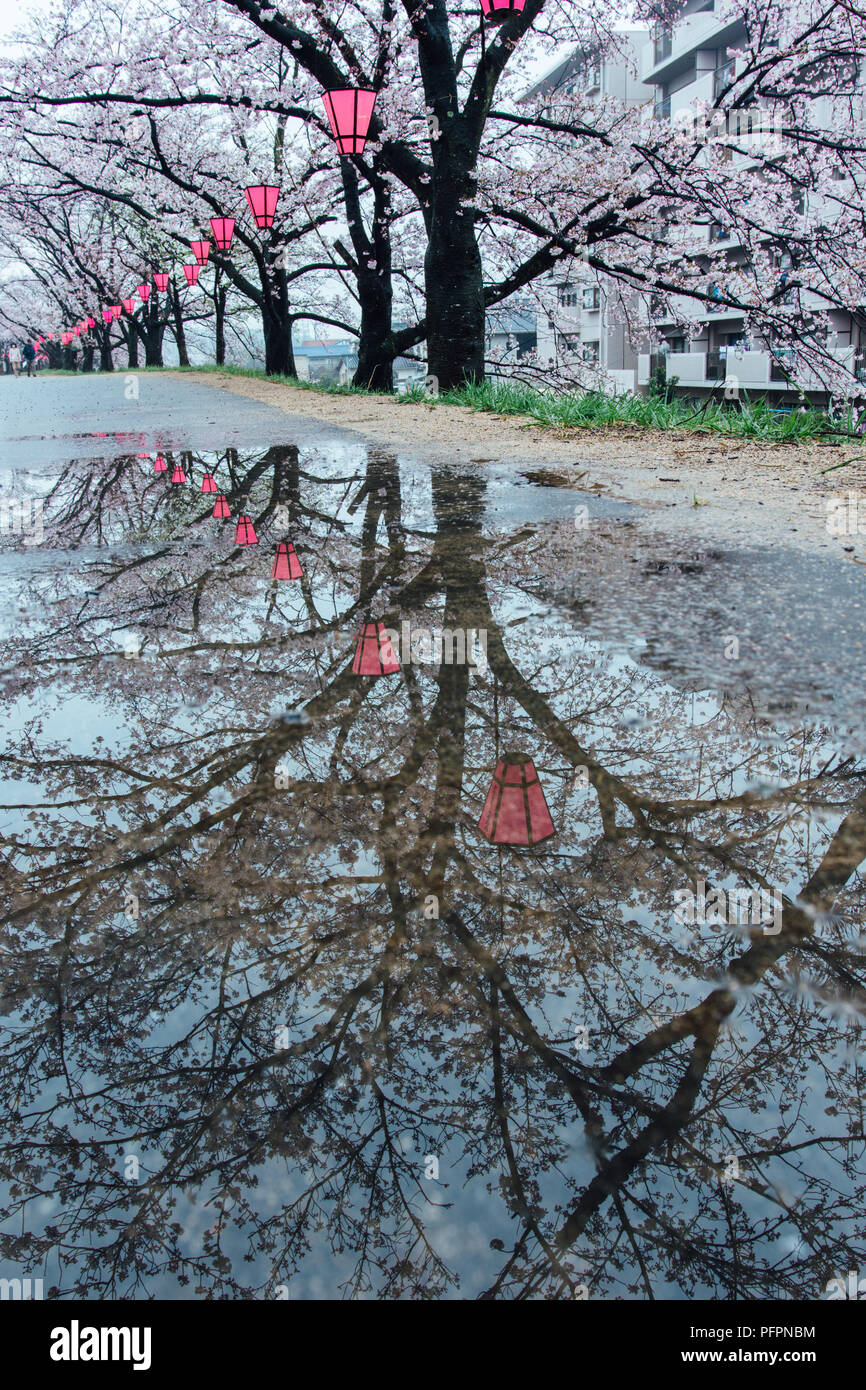 Red lantern in row at the street of cherry blossom Stock Photo - Alamy