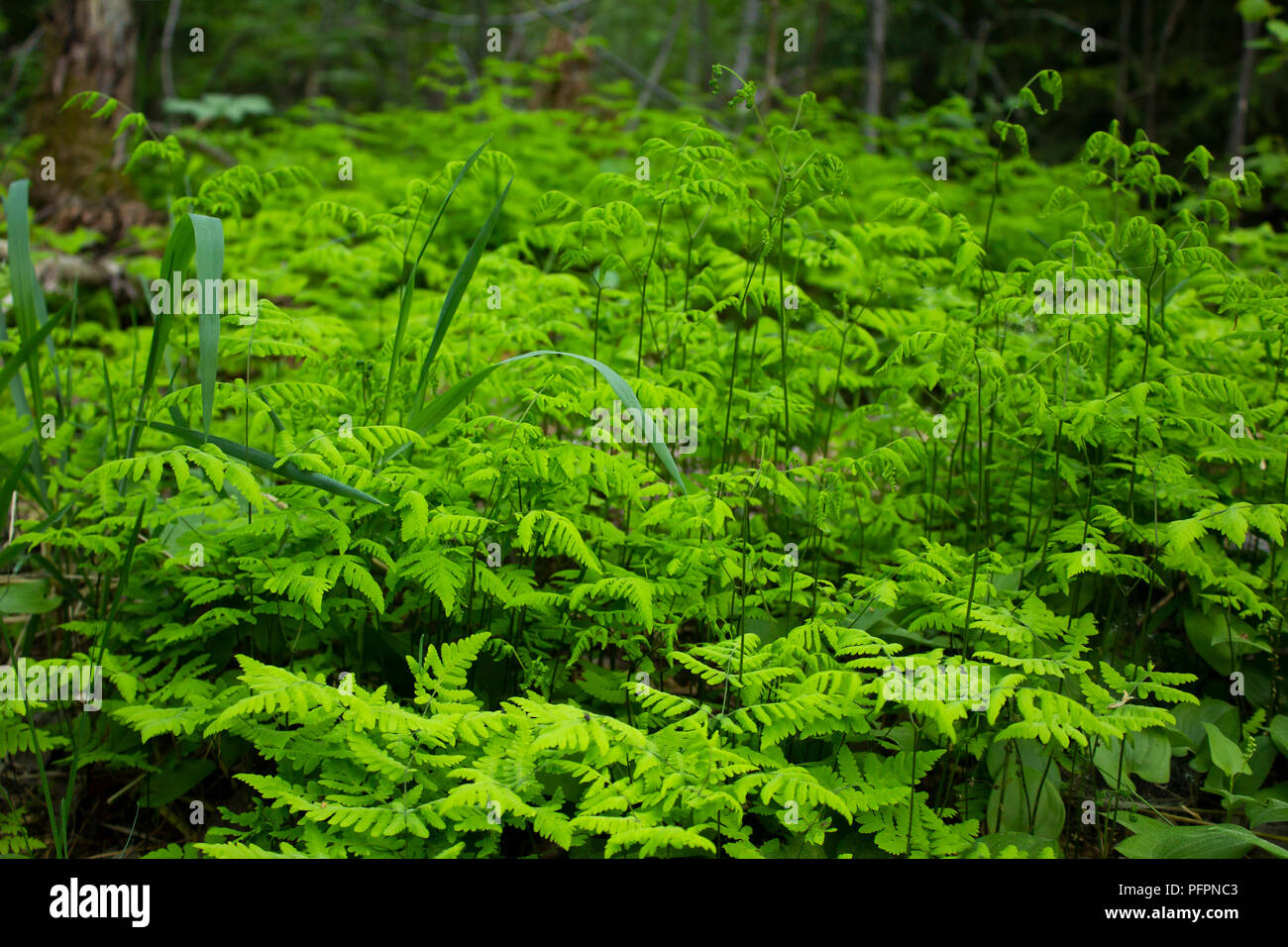 Swedish ferns hi-res stock photography and images - Alamy