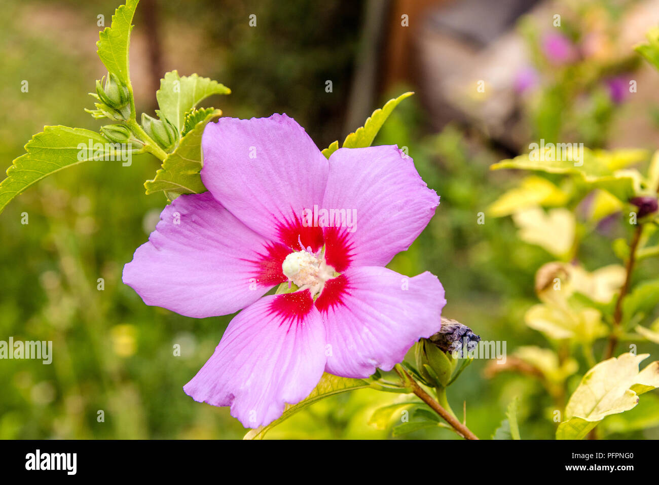 Rose chinese image hi-res stock photography and images - Alamy
