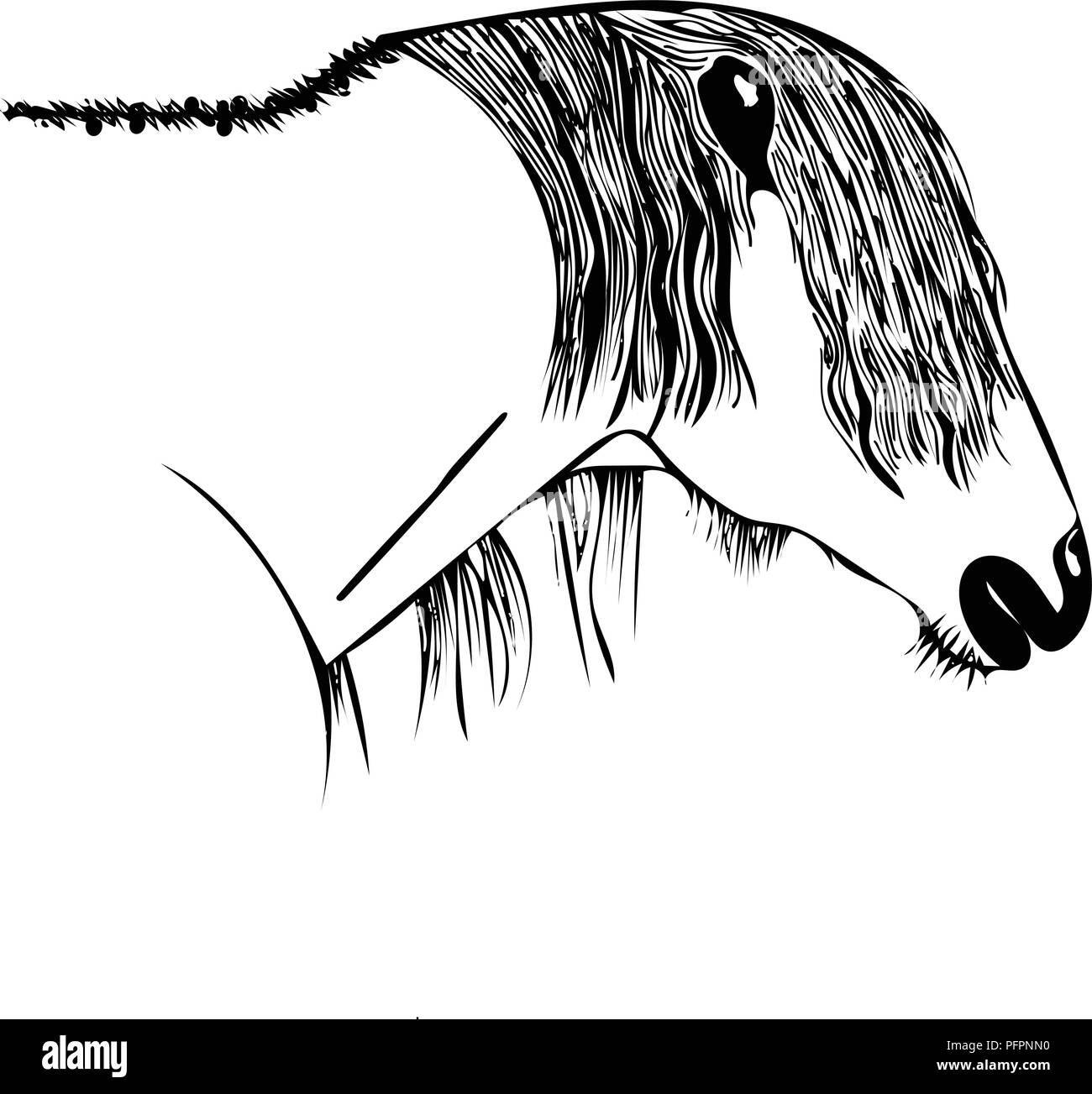 Horse Side Profile Drawing