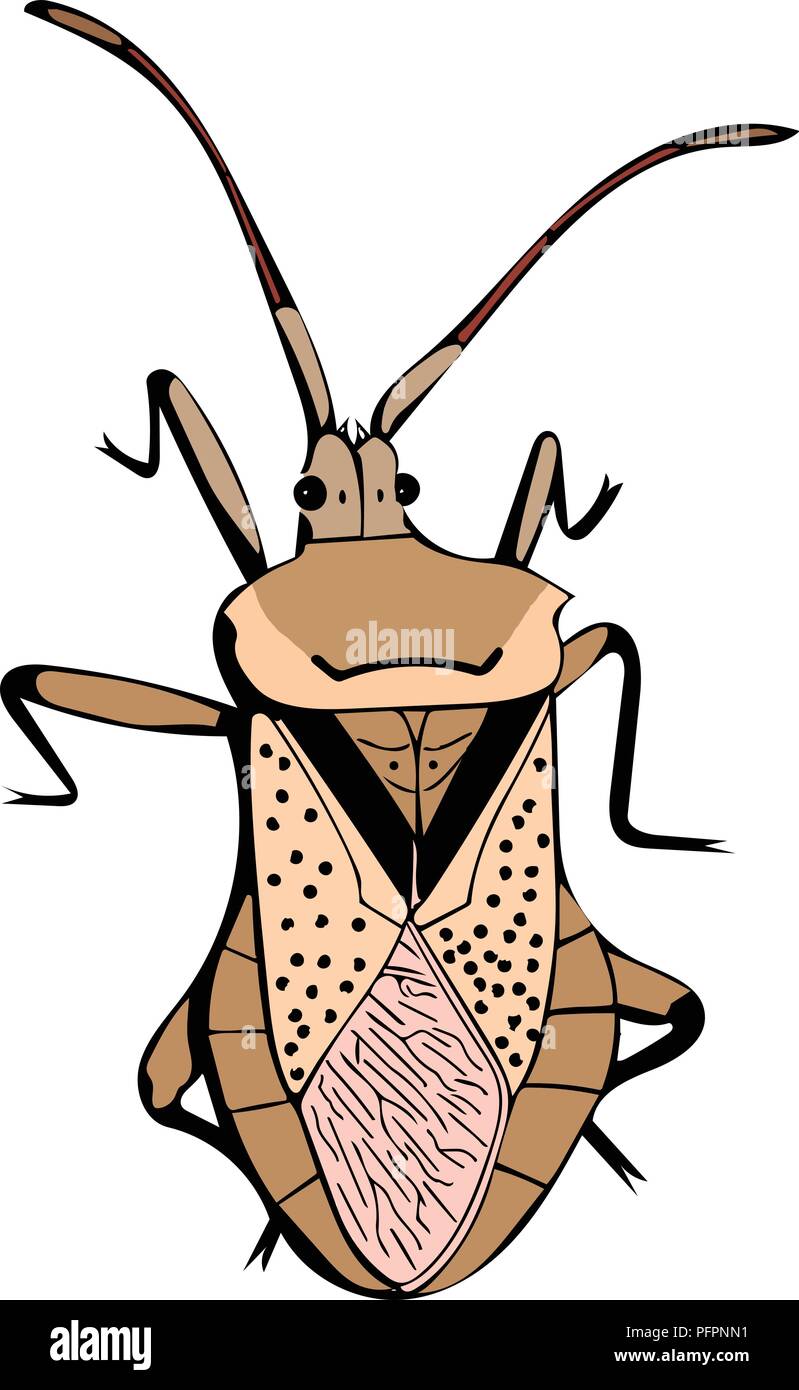 Brown and black vector graphic of isolated Dock bug from above Stock ...