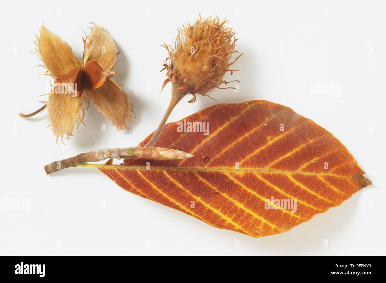 Fagus orientalis, dried leaf and fruit husks Stock Photo - Alamy