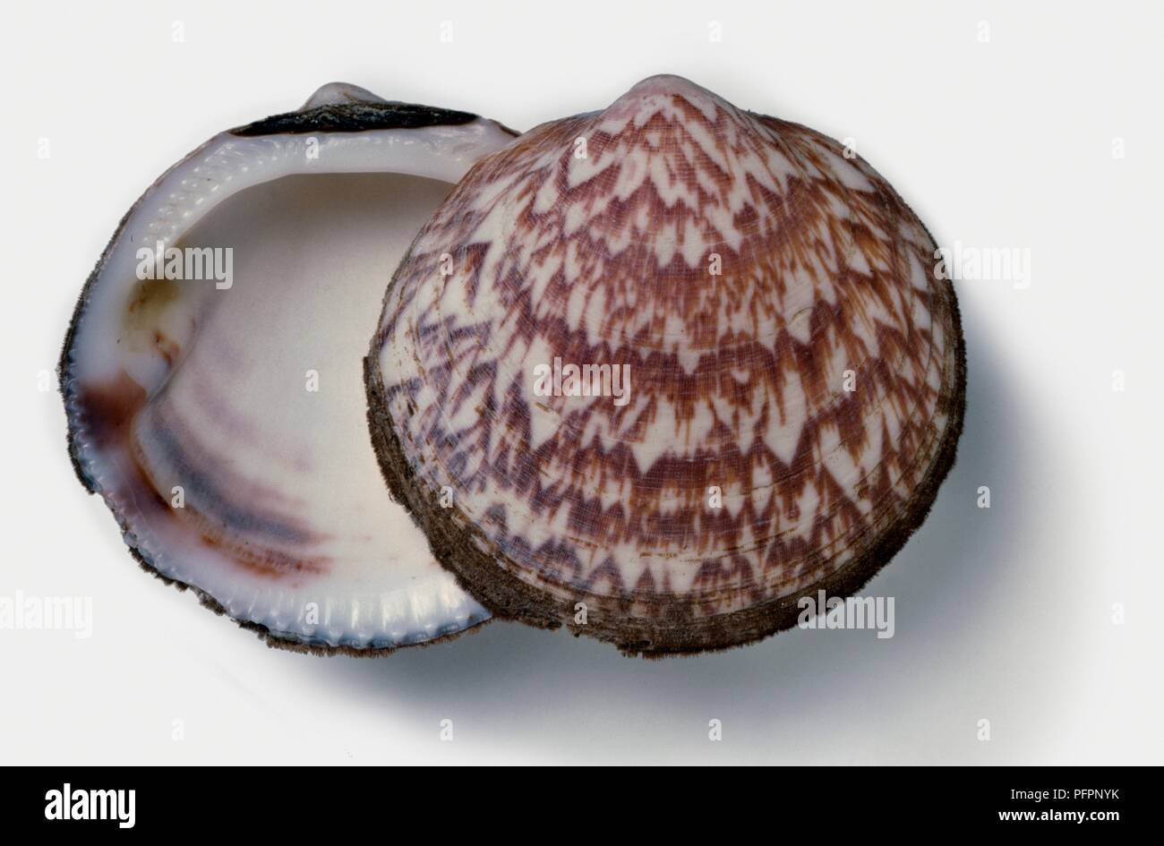 Bittersweet clam hi-res stock photography and images - Alamy