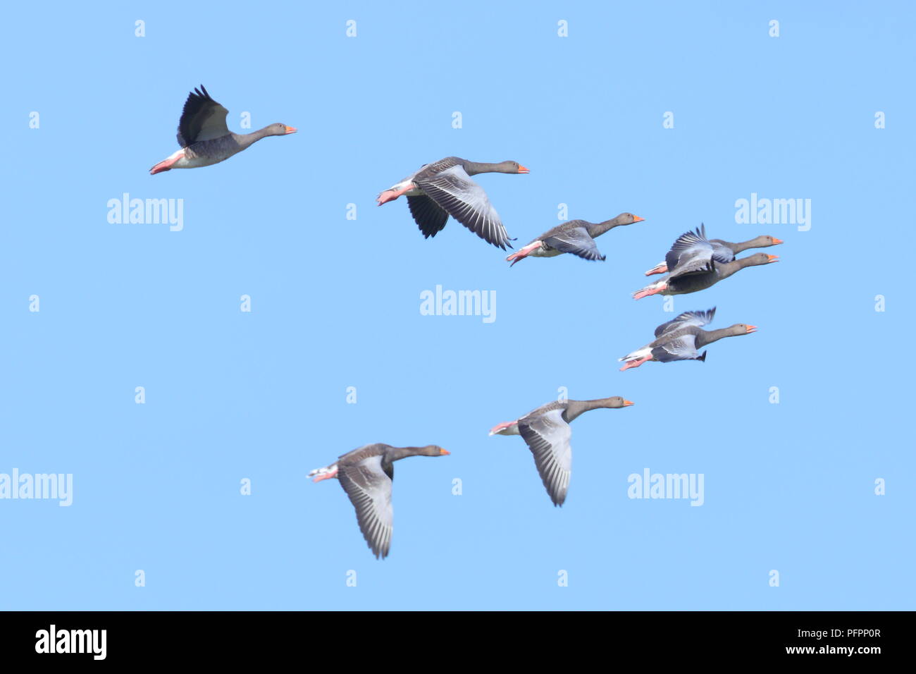 Geese flying formation hi-res stock photography and images - Alamy