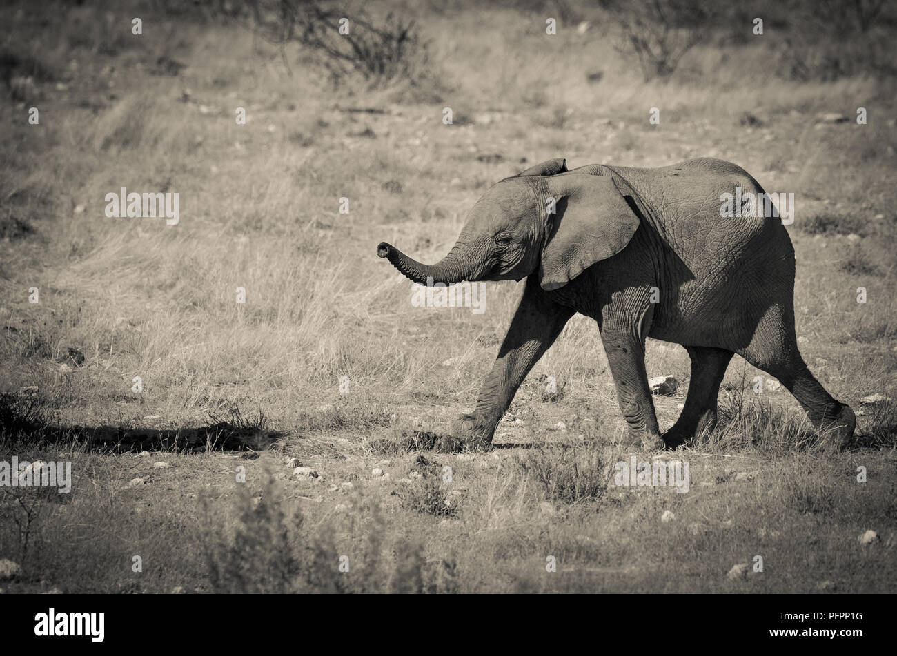 Cute baby animal wild hi-res stock photography and images - Alamy