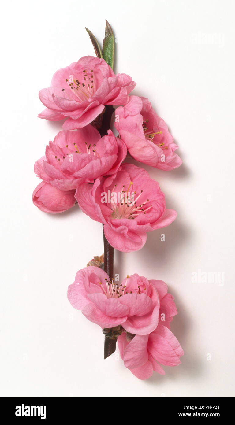 Prunus persica 'Prince Charming' (Peach), pink flowers Stock Photo - Alamy