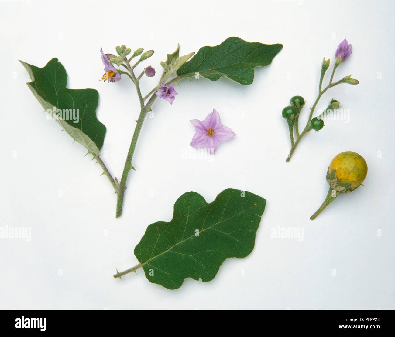 Solanum violaceum hi-res stock photography and images - Alamy