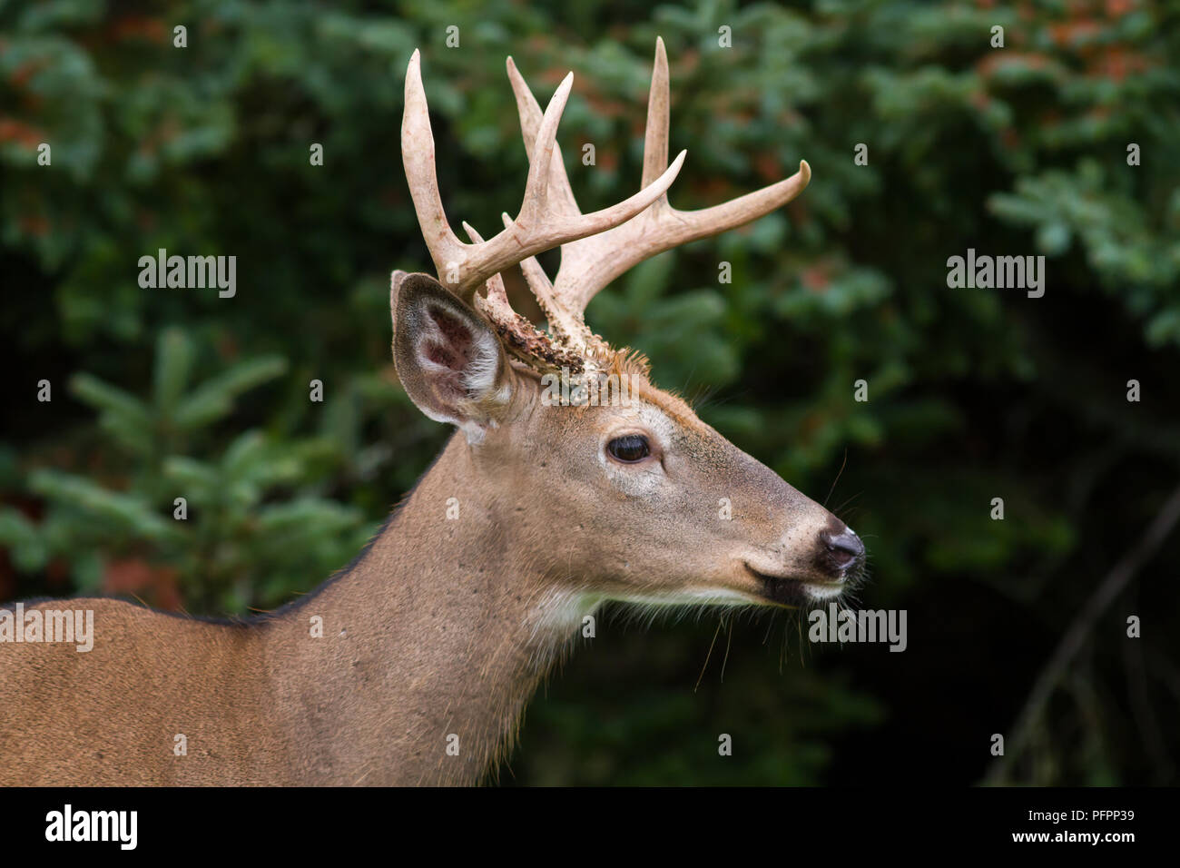 Buck profile hi-res stock photography and images - Alamy