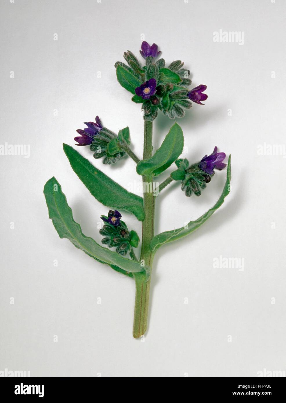 Undulata hi-res stock photography and images - Alamy
