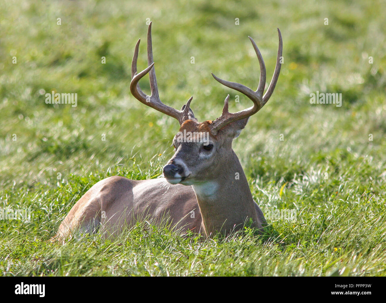 Whitetail deer buck laying in a green field Stock Photo - Alamy