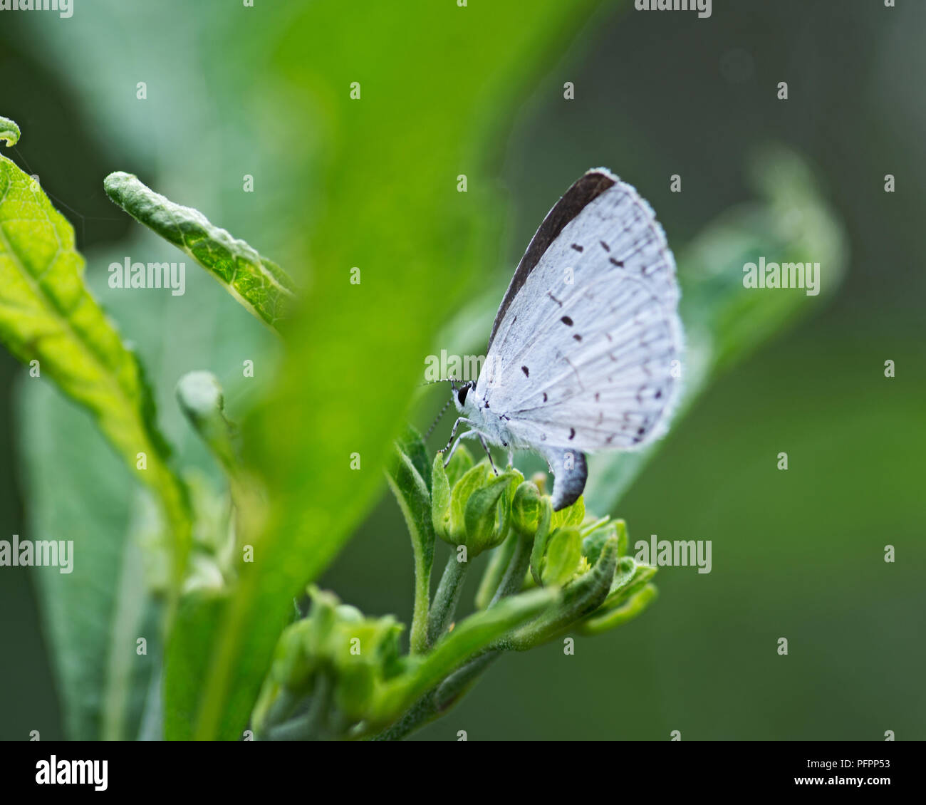 The Holly Blue butterfly that belongs to the lycaenids or blues family ...