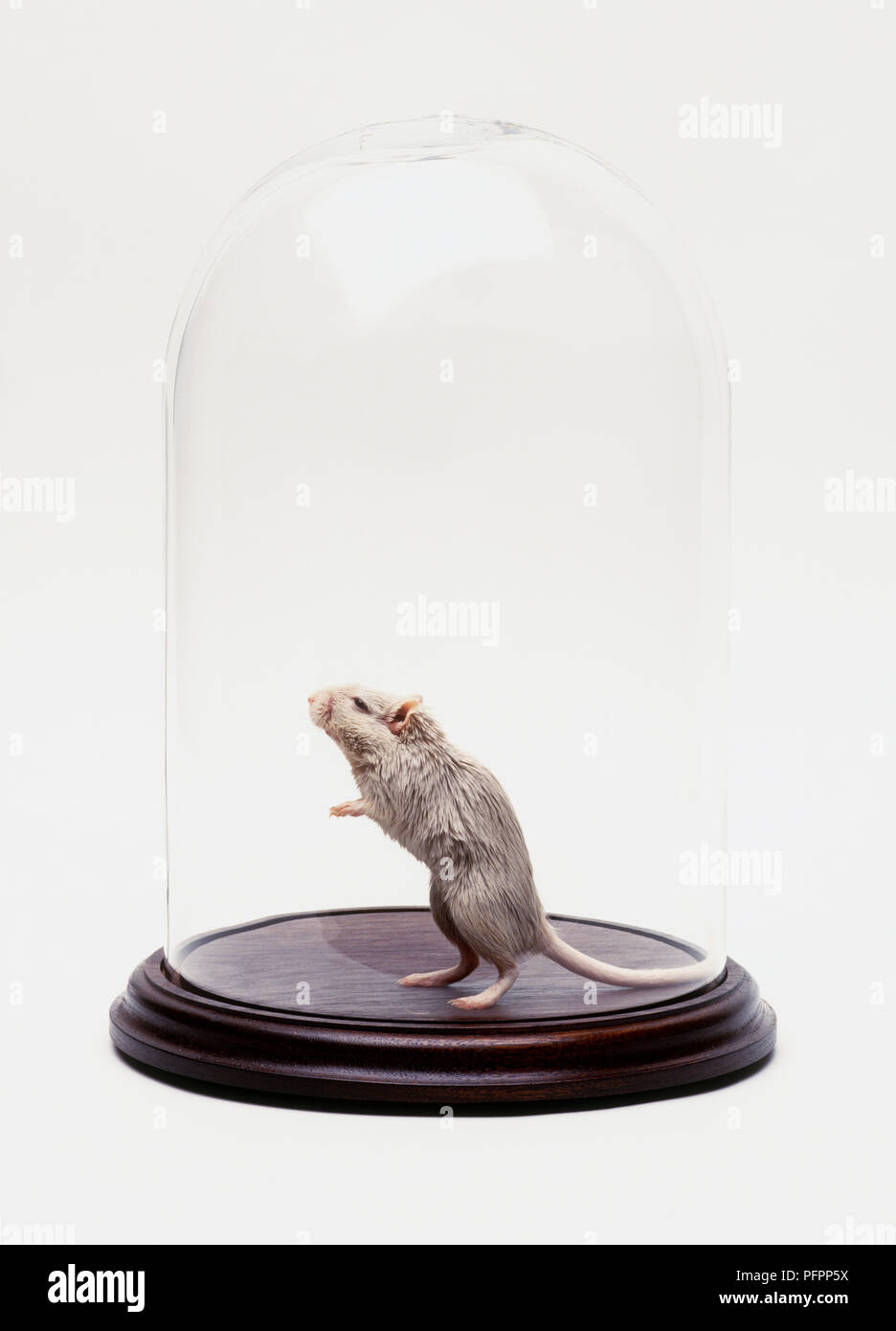 The bell jar hi-res stock photography and images - Alamy