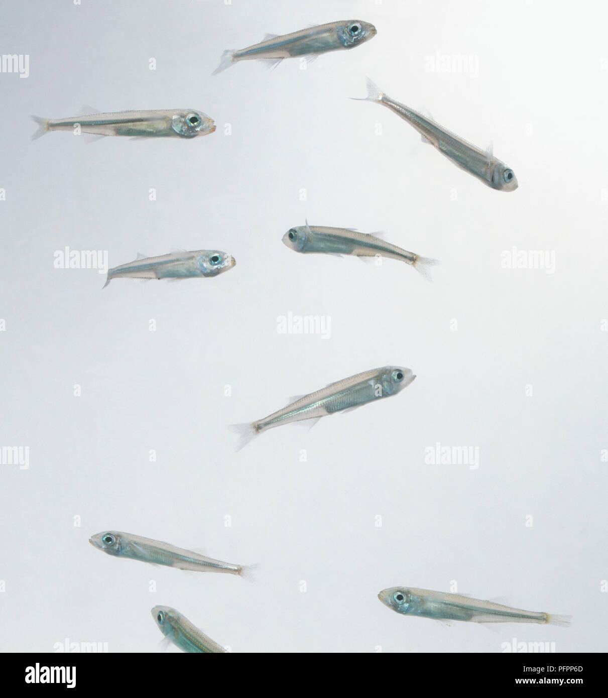 Silver smelt hi-res stock photography and images - Alamy