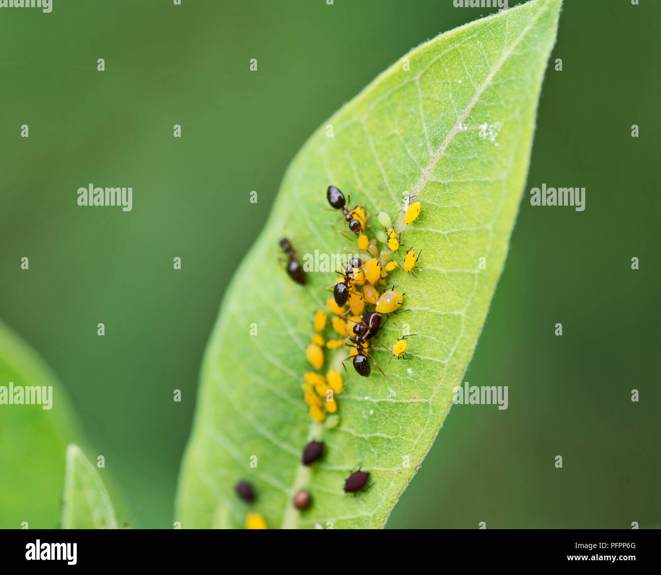 Yellow secretions hi-res stock photography and images - Alamy