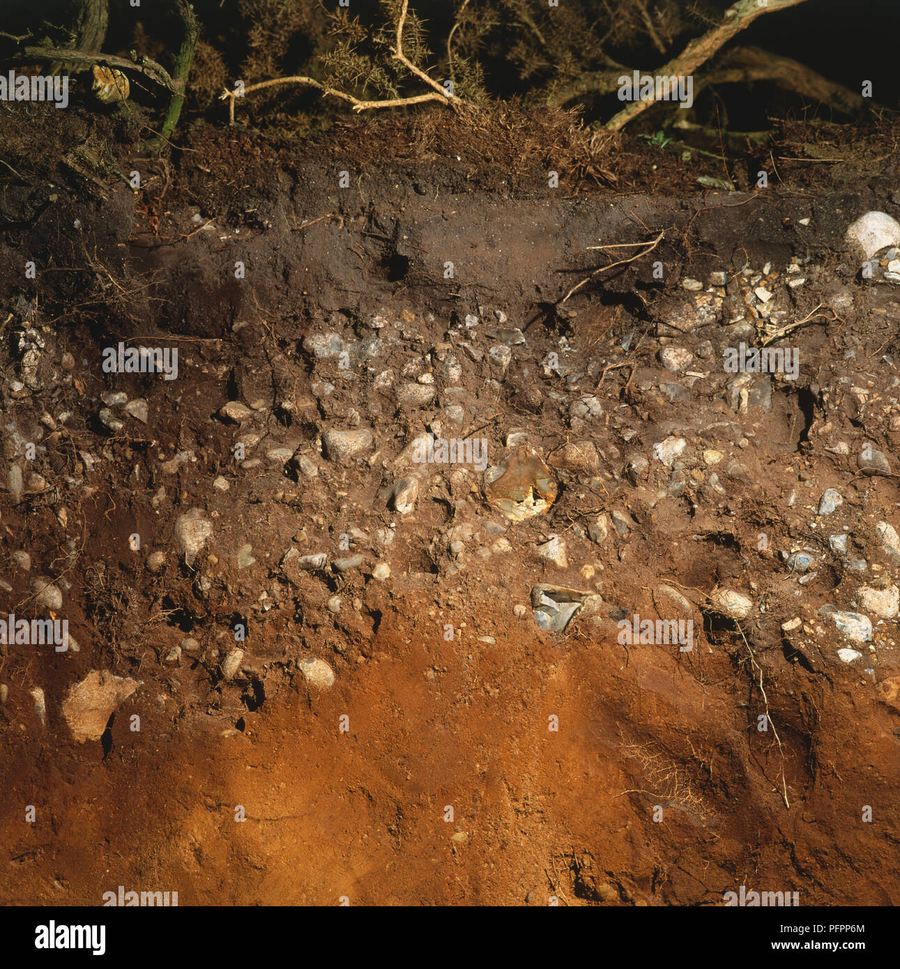 Soil in acidic heathland Stock Photo - Alamy
