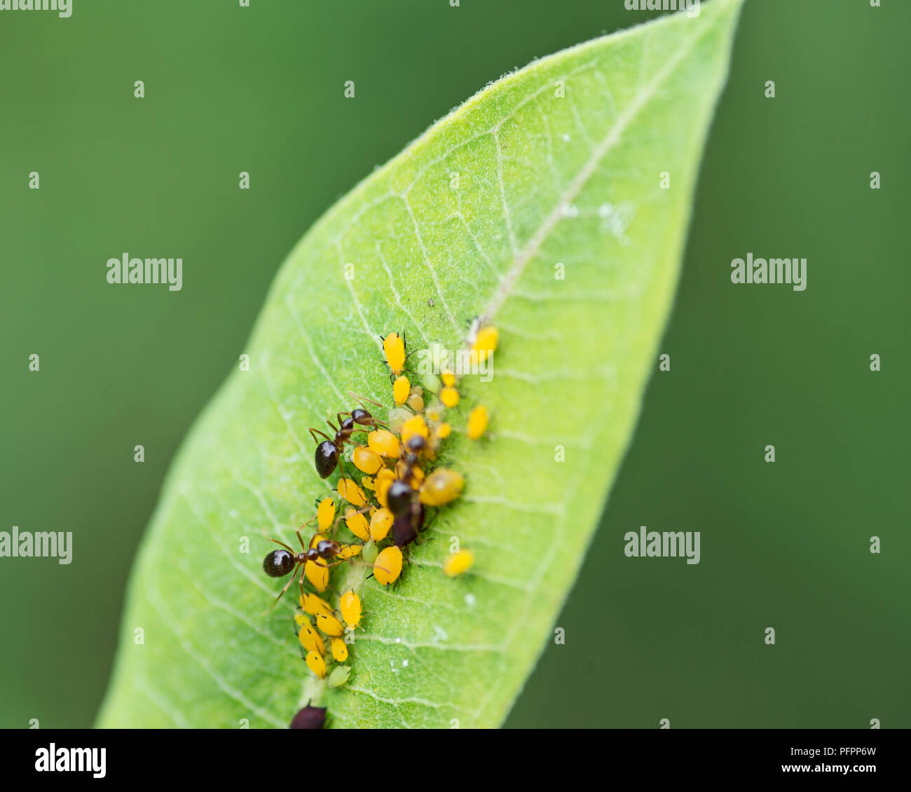 Sap Feeding Insects High Resolution Stock Photography and Images - Alamy