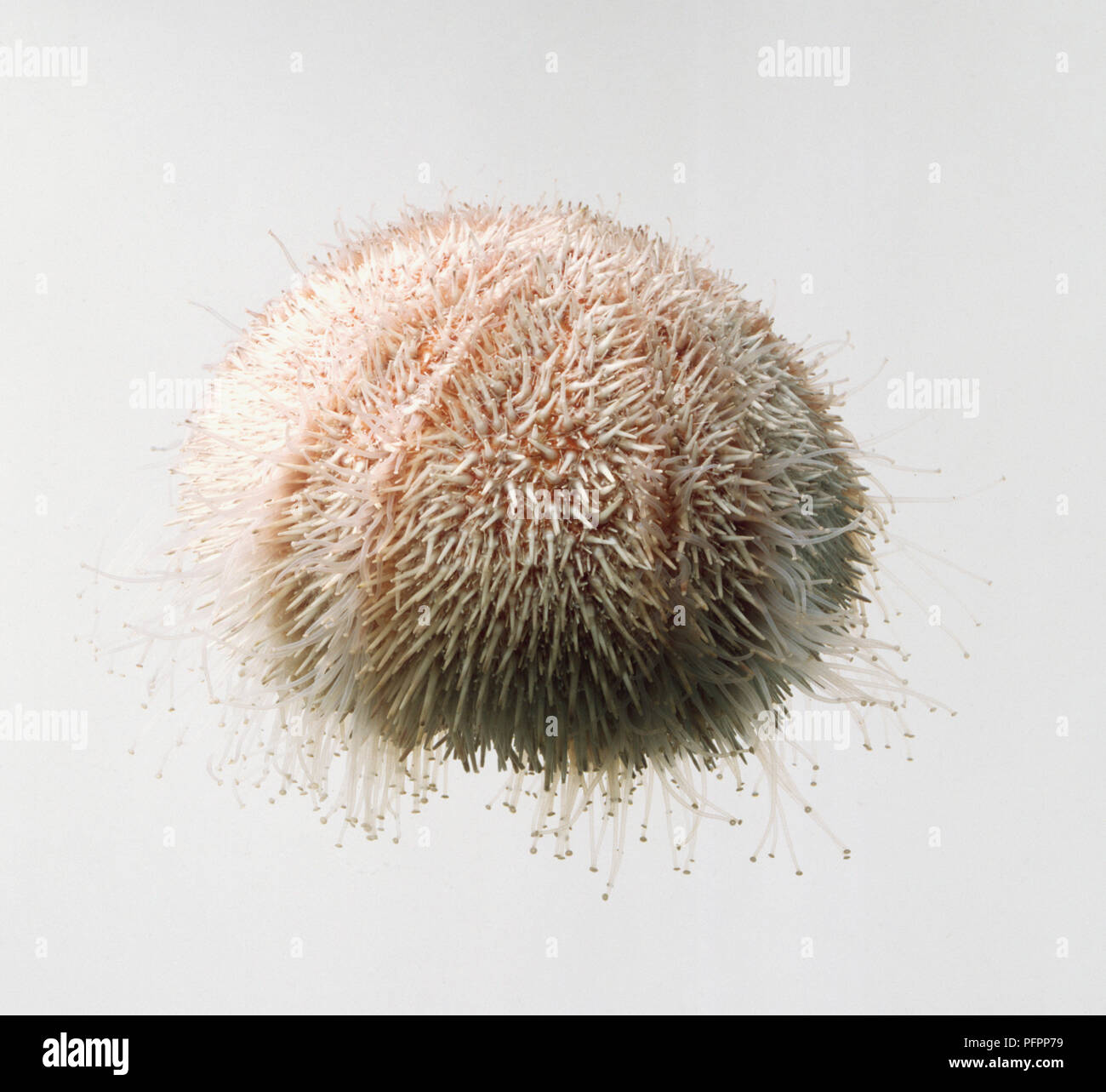 Echinus hi-res stock photography and images - Alamy