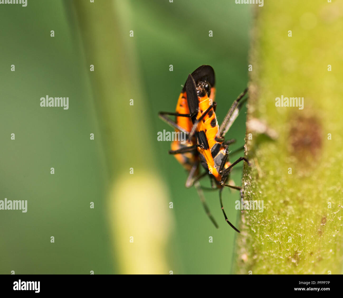 Large milkweed bugs, Oncopeltus fasciatus, on the common milkweed ...