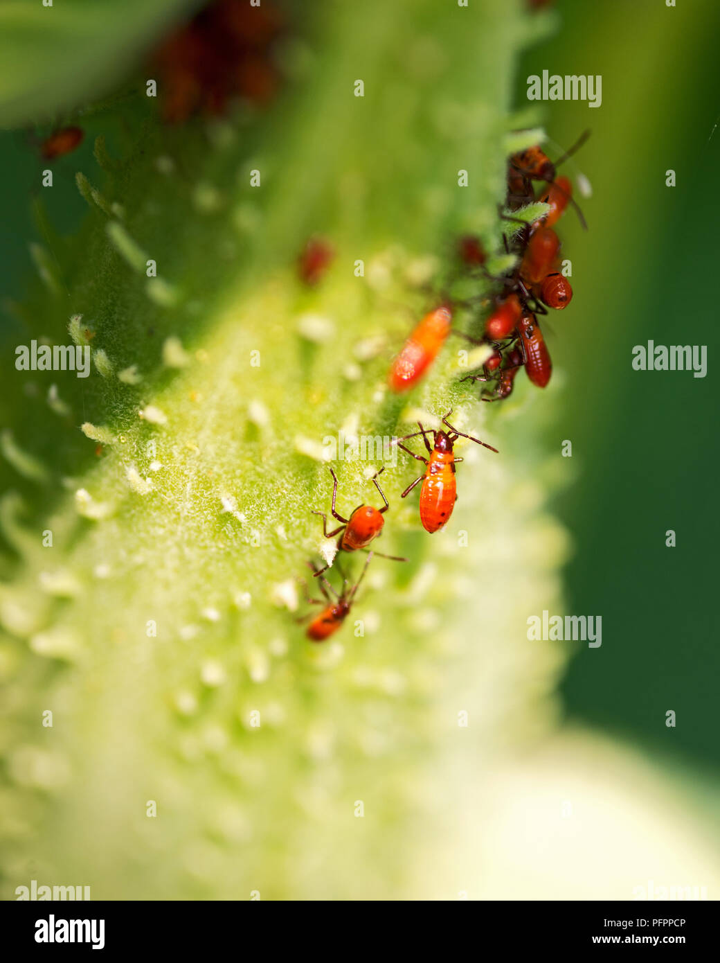 Large milkweed bug nymphs, Oncopeltus fasciatus, on seed pod of the ...