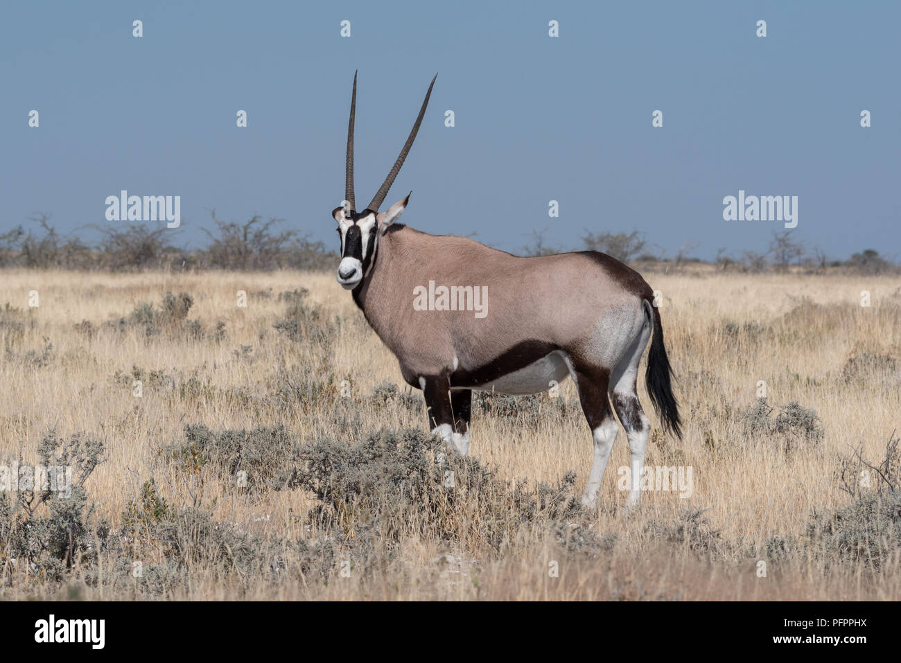 Wallpaper african grassland hi-res stock photography and images - Alamy