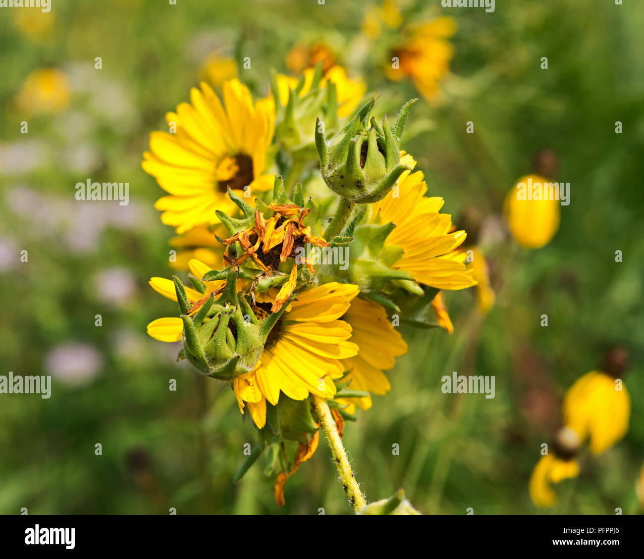 Blooming Compass perennial plant from Aster family (Asteraceae ...