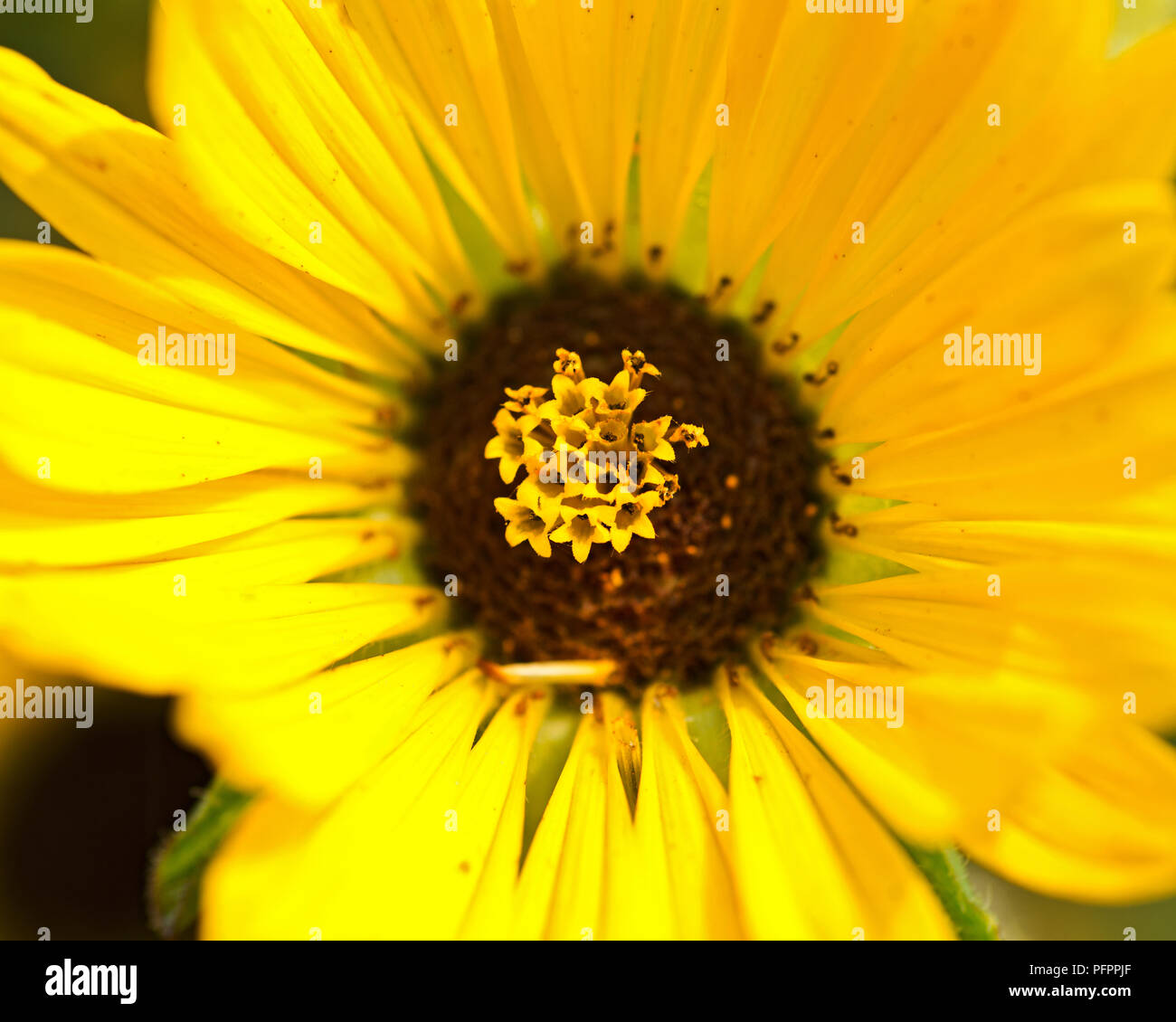 Blooming Compass perennial plant from Aster family (Asteraceae ...