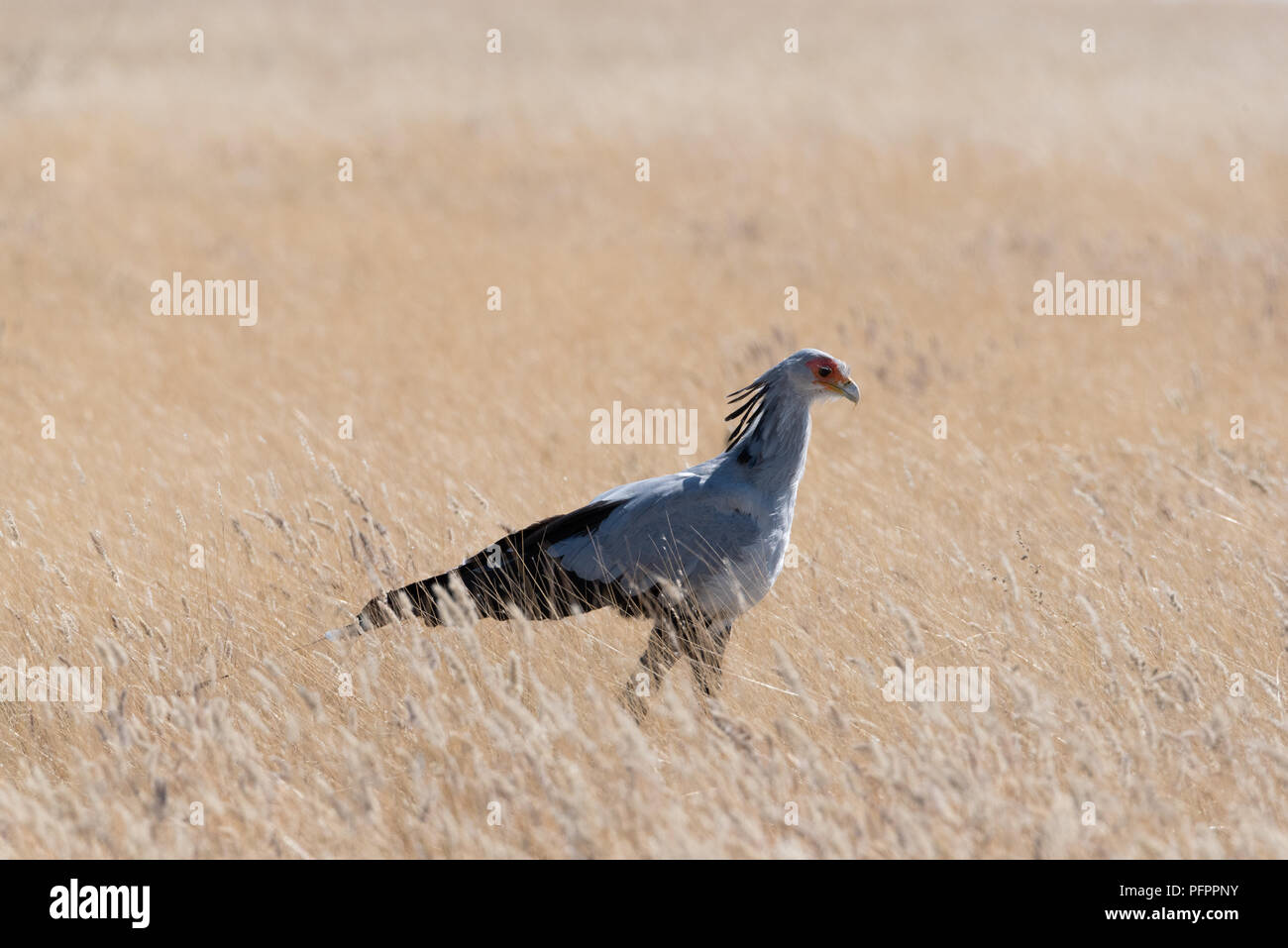 High prey drive hi-res stock photography and images - Alamy