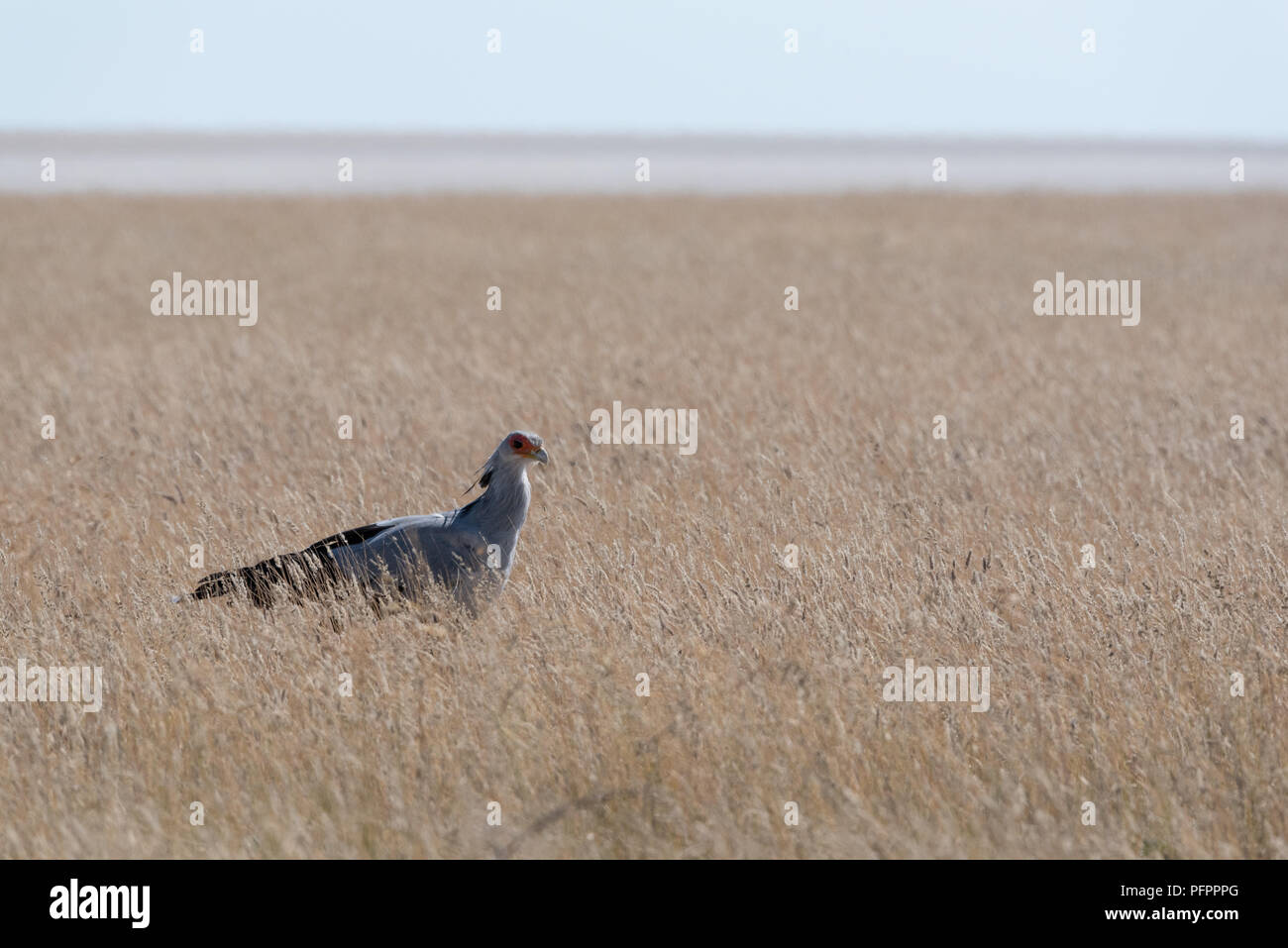 Grey secretary bird in long dry grassland with white salt pan in ...