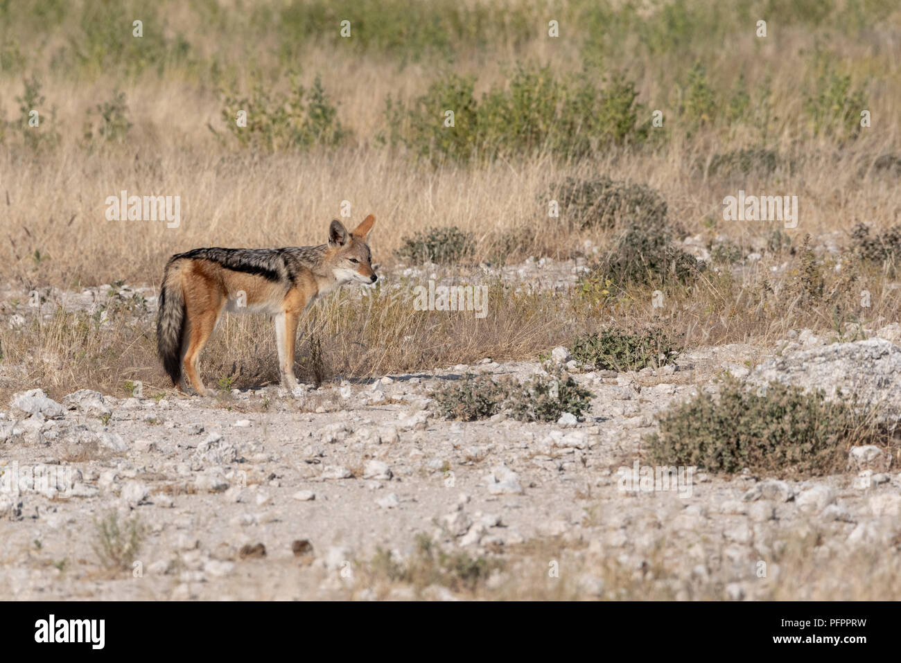 Black backed jackal in white desert rocks and yellow grassland lookign ...