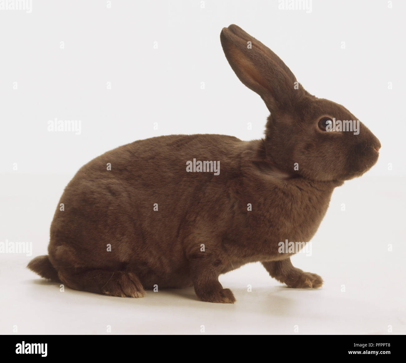 Sitting dark grey Mini-rex Rabbit (Leporidae), side view Stock Photo ...