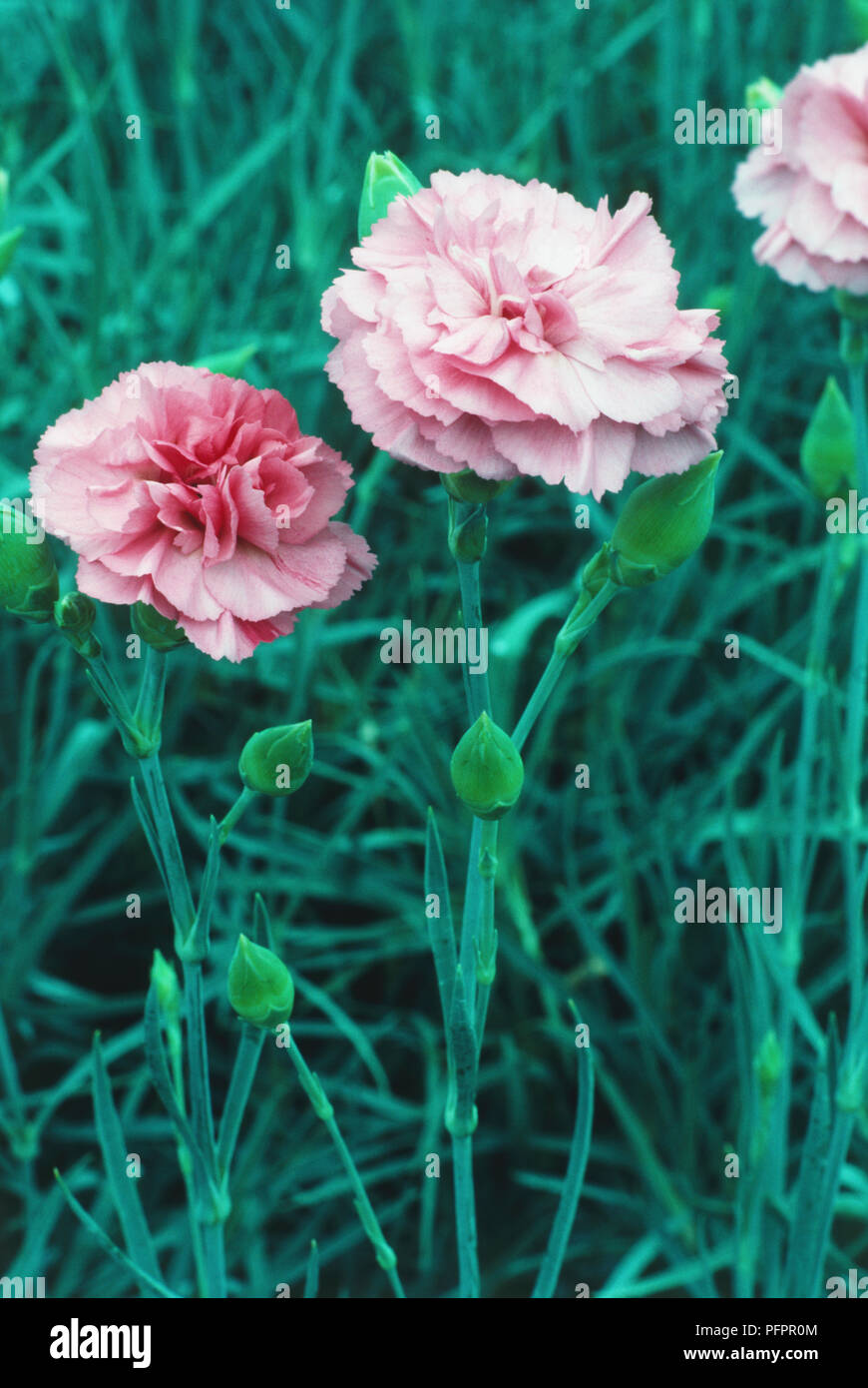 Dianthus Caryophyllus Chomley Farran