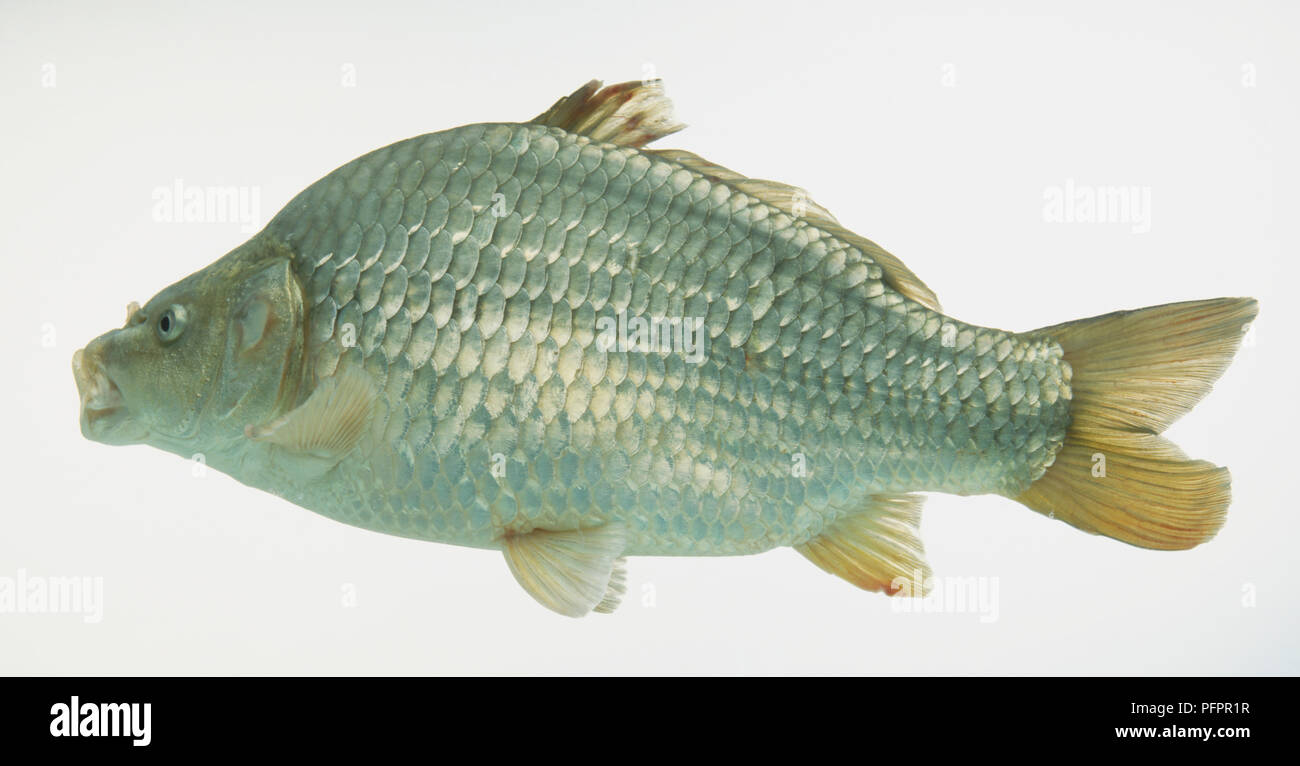 Common carp cyprinus carpio eating hi-res stock photography and images ...