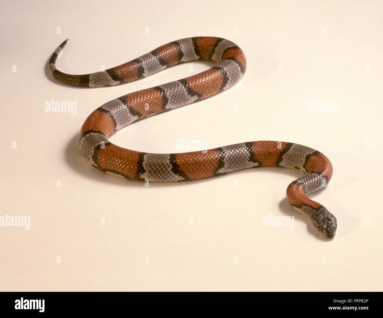 Grey-banded kingsnake (Lampropeltis alterna), close-up Stock Photo - Alamy