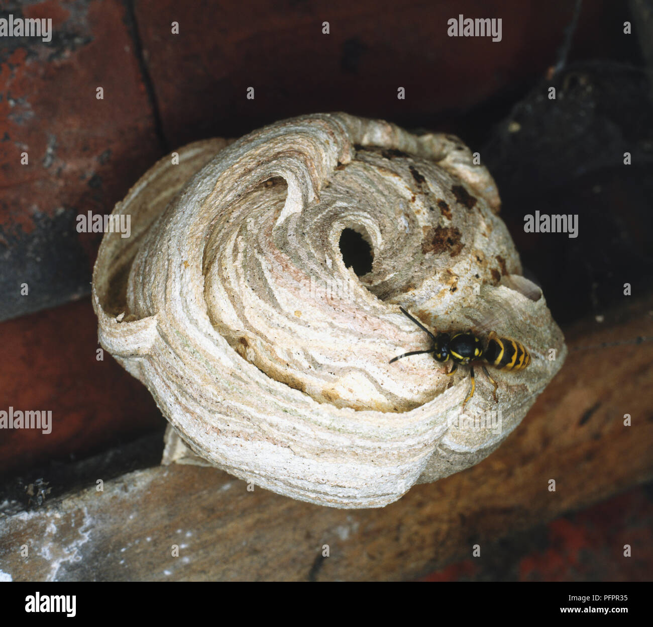 Common Wasp (Vespula vulgaris) sitting on wasp nest Stock Photo - Alamy